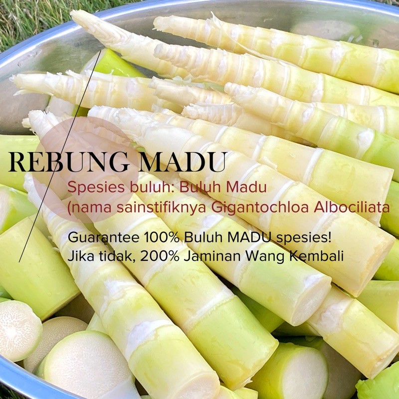 [ READY STOCK ] 💯Fresh Rebung Madu 500g (direbus) | Shopee Malaysia