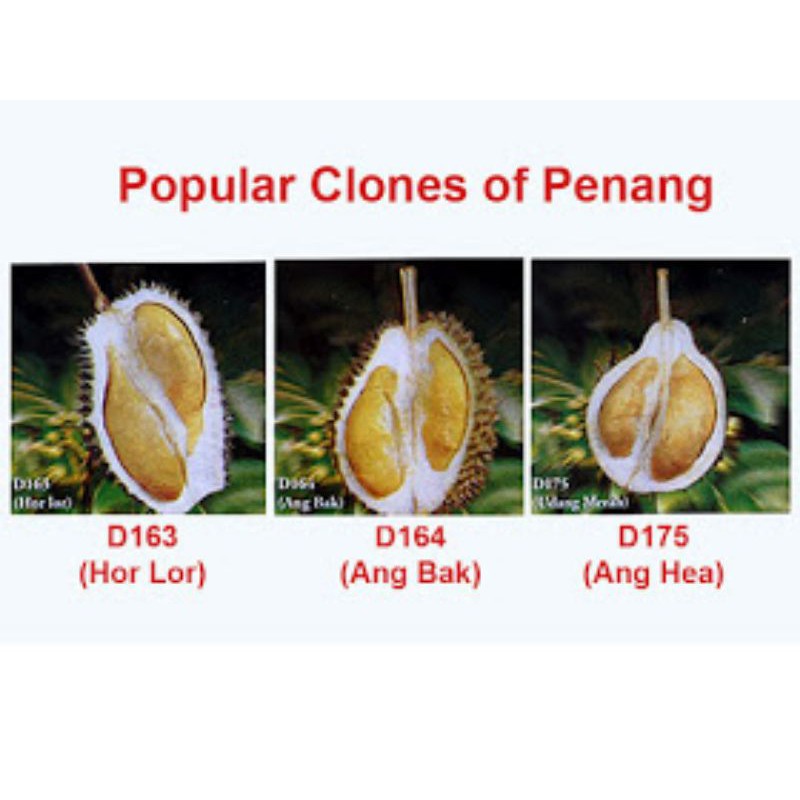 Durian Horlor D163 Terbaik Penang | Shopee Malaysia
