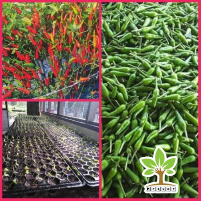 🔥HOT🔥BIJI BENIH CILI PADI CENTIL (RM8/100biji) | Shopee Malaysia