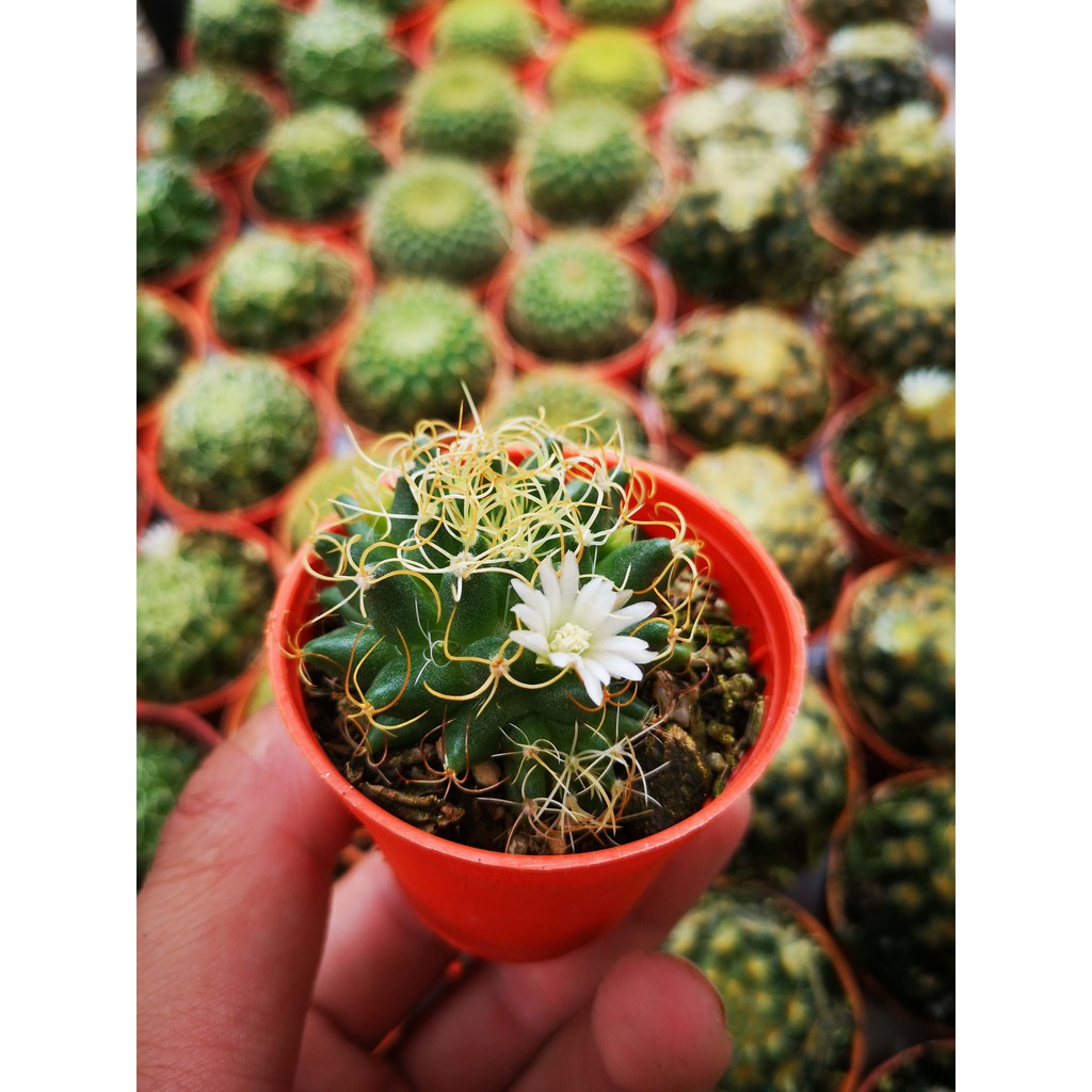 GPS Green Plant Society Live Cactus Gymno Cactus | Shopee Malaysia