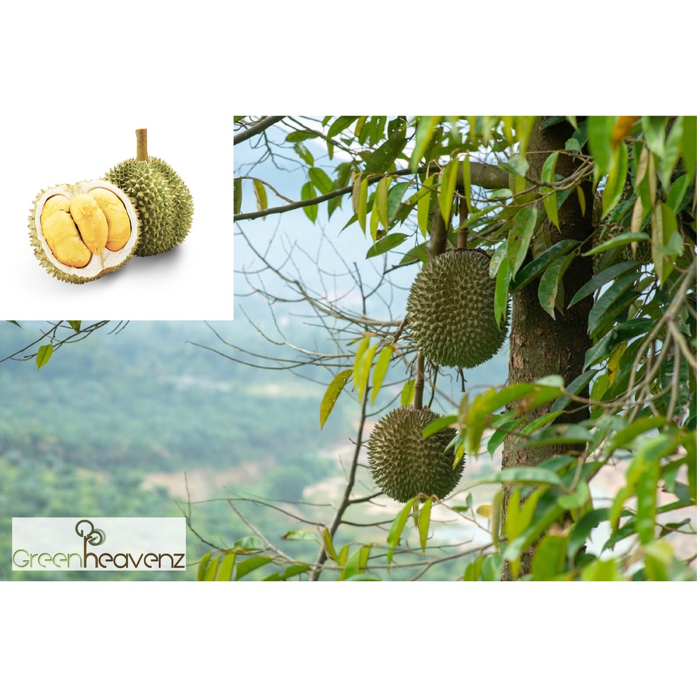 Durian Black Thorn Ochee Fruit Tree Anak Pokok Buah Duri Hitam 黑刺榴莲 ...
