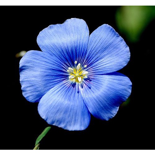 Biji Benih Bunga Linum perenne Blue Flax 15 Pcs+- Dahlia Zinnia Ros ...