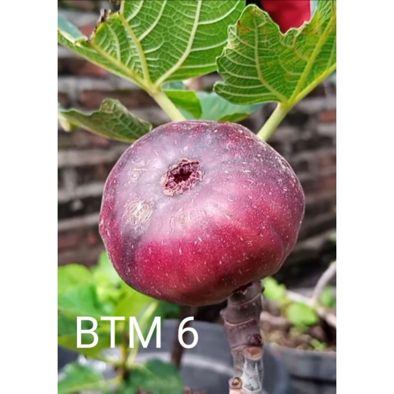 Pokok Tin / Fig Tree / BTM6 / Tut | Shopee Malaysia