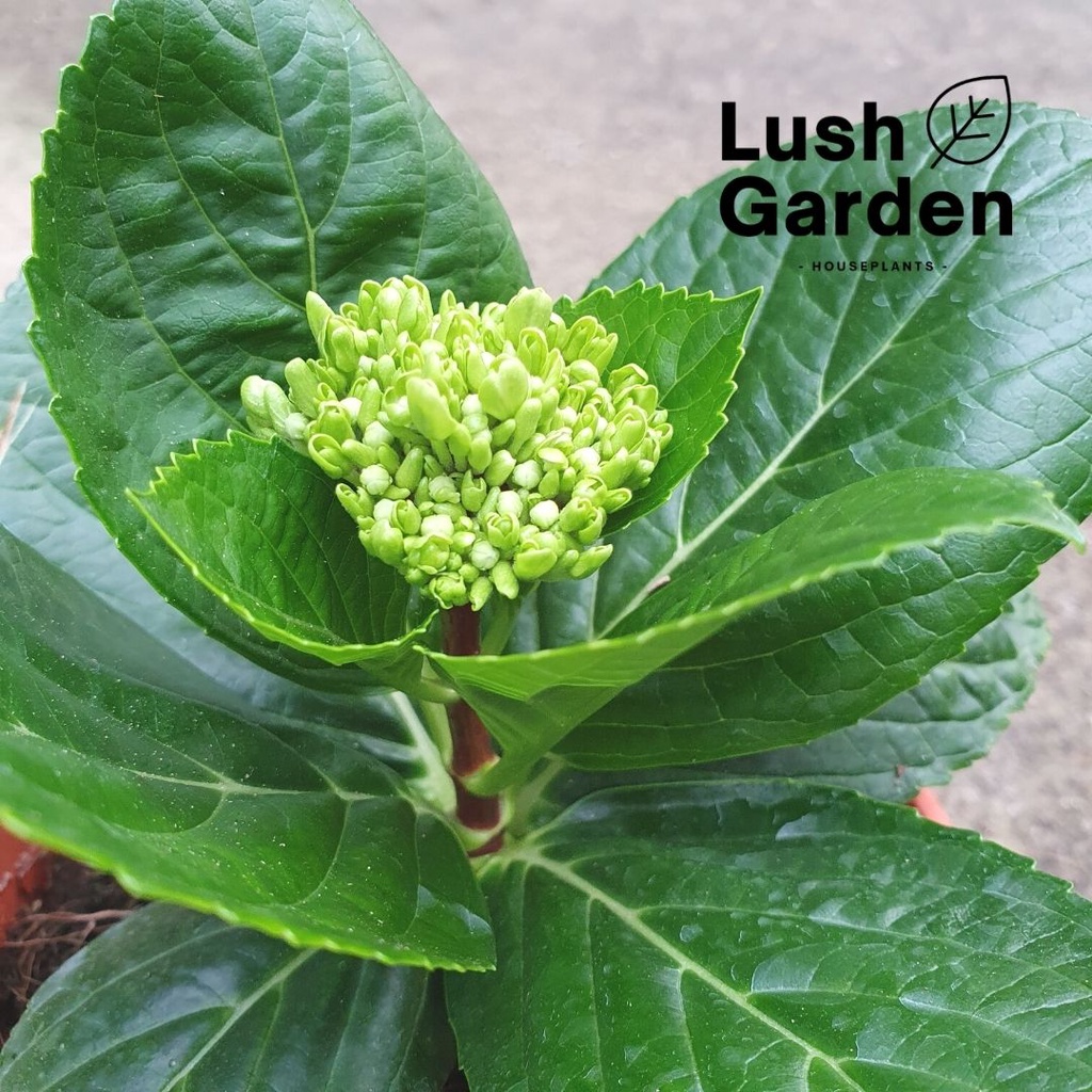 (Ada Bunga) Hydrangea /Bunga Tiga Bulan / Siti Zubaidah 绣球花 140mm Pot ...