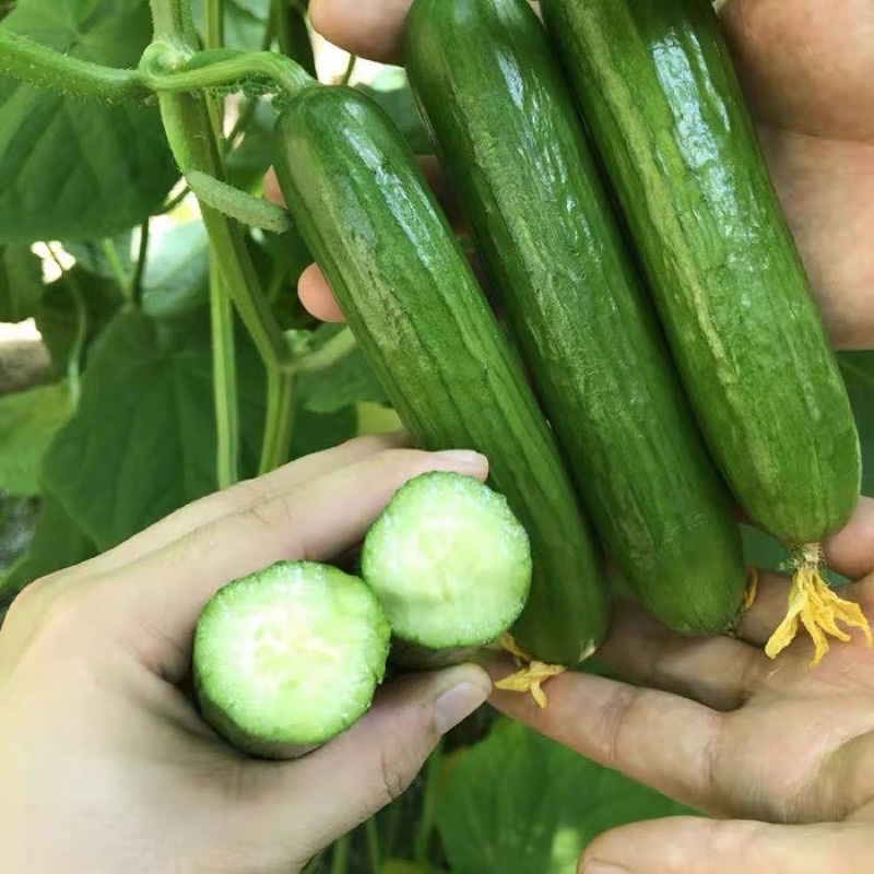 Import Fruit cucumber seeds 20Pcs / Timun Benih Sayur Vegetable Fruit ...