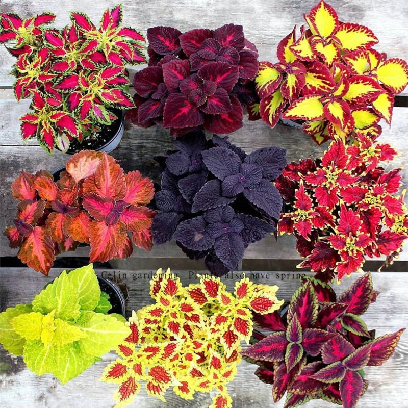 Mixed Coleus Seeds Perilla Blumei Potted Plants Ornamental Bonsai Tree ...