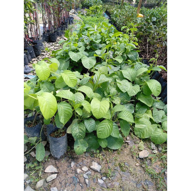 ANAK POKOK MARKISA GIANT TAIWAN (1 POKOK) | Shopee Malaysia