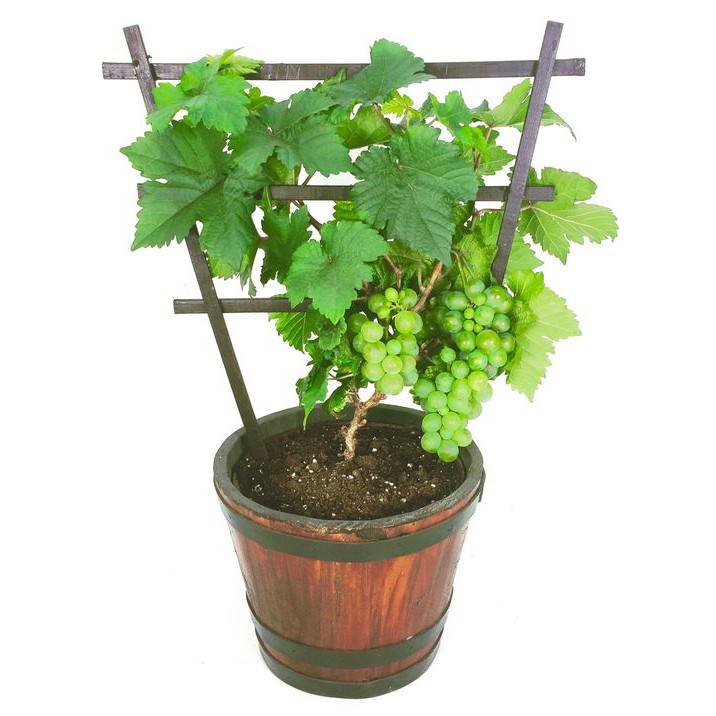 [LIMITED] Pokok Anggur Hybrid Berbuah Lebat Di Dalam Pasu/Live Plant ...