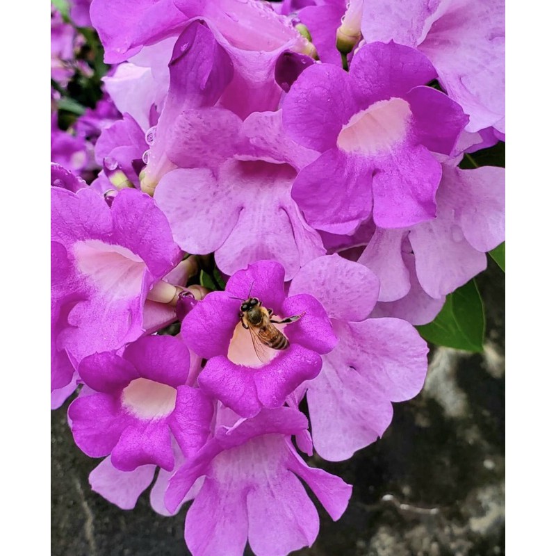 Bunga Penghias Pagar ( Garlic Vine ). Berbunga Setiap Hari. | Shopee ...