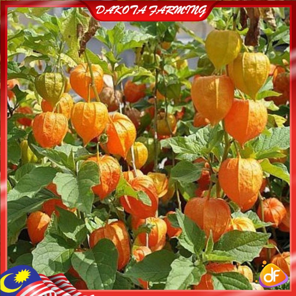 Anak Pokok Letup Letop Ciplukan Physalis Angulata Ubat Stroke Pokok ...