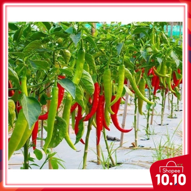 10pcs seeds biji benih CILI SAYUR CILI MERAH | Shopee Malaysia