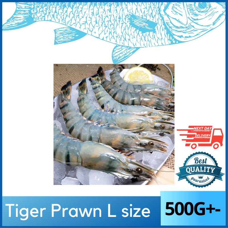 Tiger Prawn / Udang Harimau 500G+- (S/M/L) | Shopee Malaysia