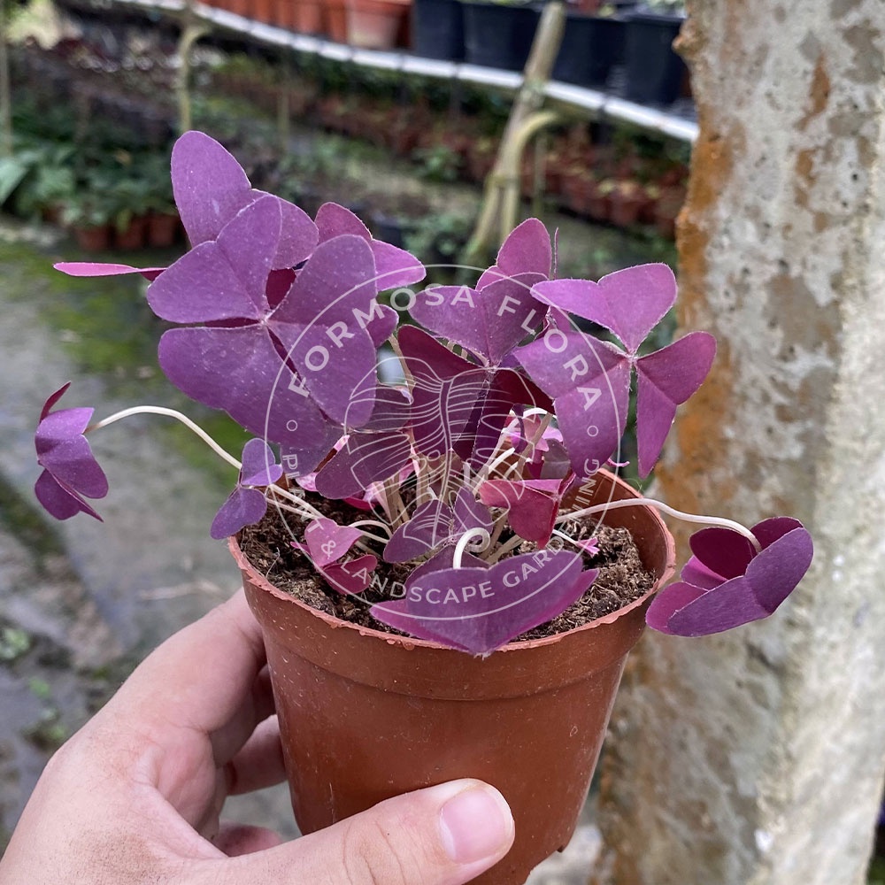 Formosa - Oxalis Triangularis/Pokok Rama Rama 蝴蝶花/幸运草/ indoor plant ...