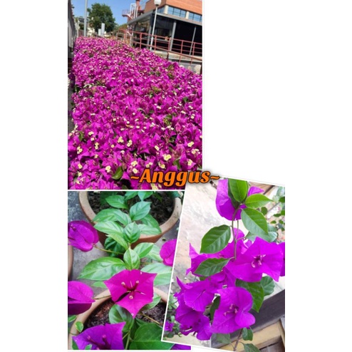bunga kertas sabah/anak pokok bunga kertas/bibit bunga kertas id ...