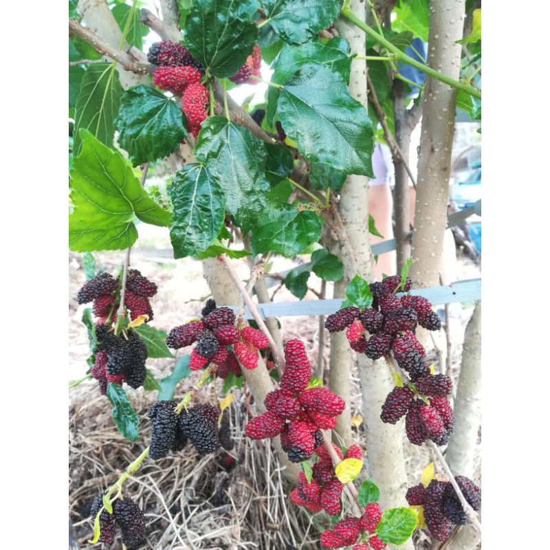 KERATAN BATANG POKOK MULBERRY | Shopee Malaysia