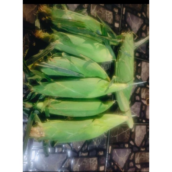 JAGUNG MANIS CAMERON🌽🌽🌽 | Shopee Malaysia