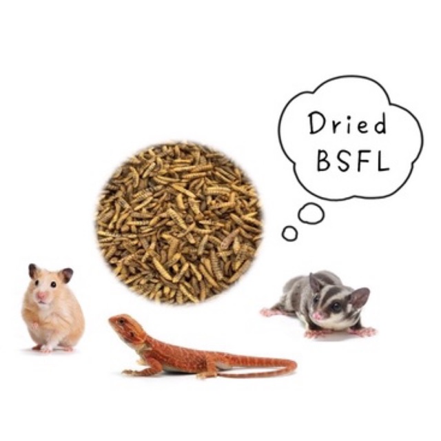 Dried Black Soldier Fly(BSF) Larvae|Mealworm Alternative|SUGAR GLIDER ...