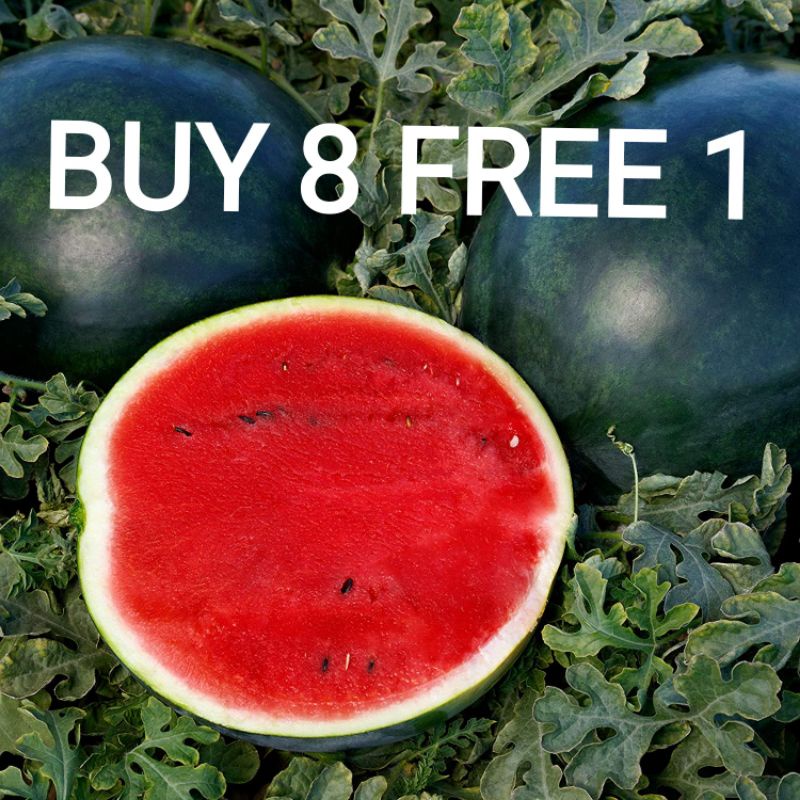 6 Biji Benih Tembikai Tanpa Biji Boci NON GMO Seedless Watermelon Seeds ...
