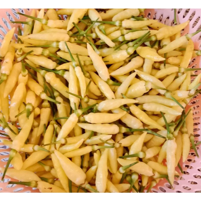 Lada putih sabah.... | Shopee Malaysia