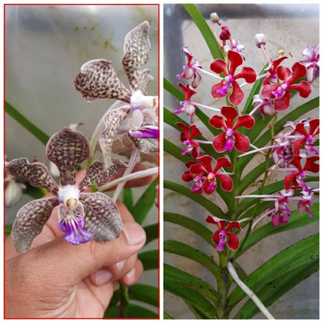 Vanda mini palmer dan limbata. Wangi. Seedling size | Shopee Malaysia