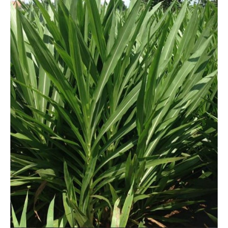 Daun napier pandan /dwarf napier(1kg) | Shopee Malaysia