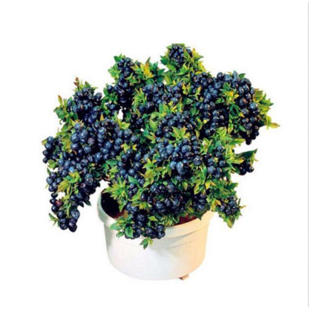 100pcs bonsai blueberry Edible Organic heirloom fruit dwarf bonsai tree ...