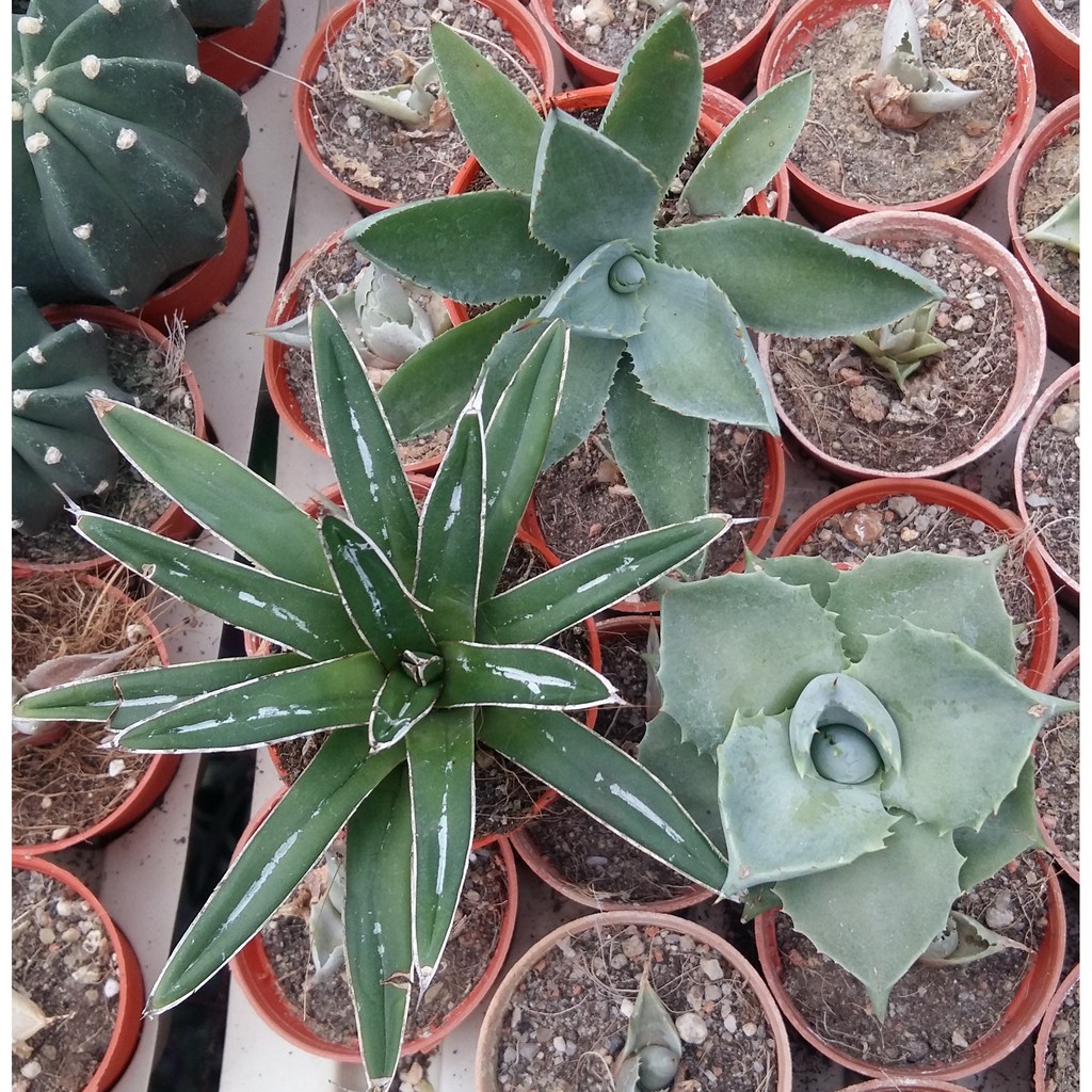 Agave Mini 龙舌兰属 (Varieties) - RARE | Shopee Malaysia