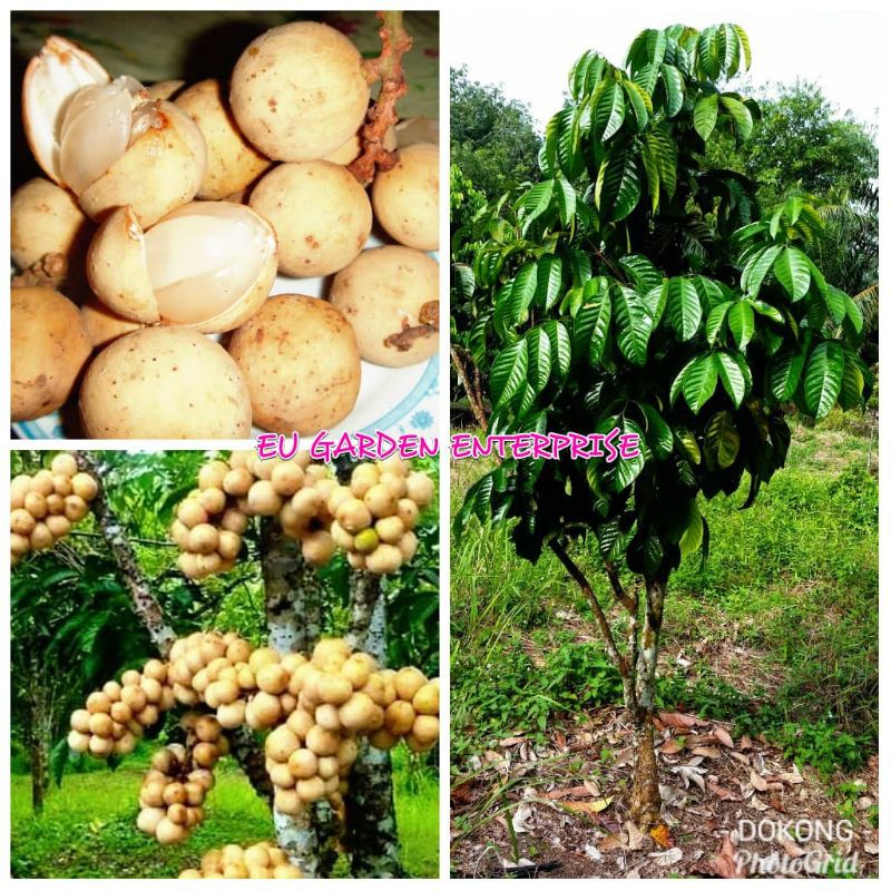 Pokok Buah Dokong HYBRID ( Lansium Domesticum Corr. ) | Shopee Malaysia