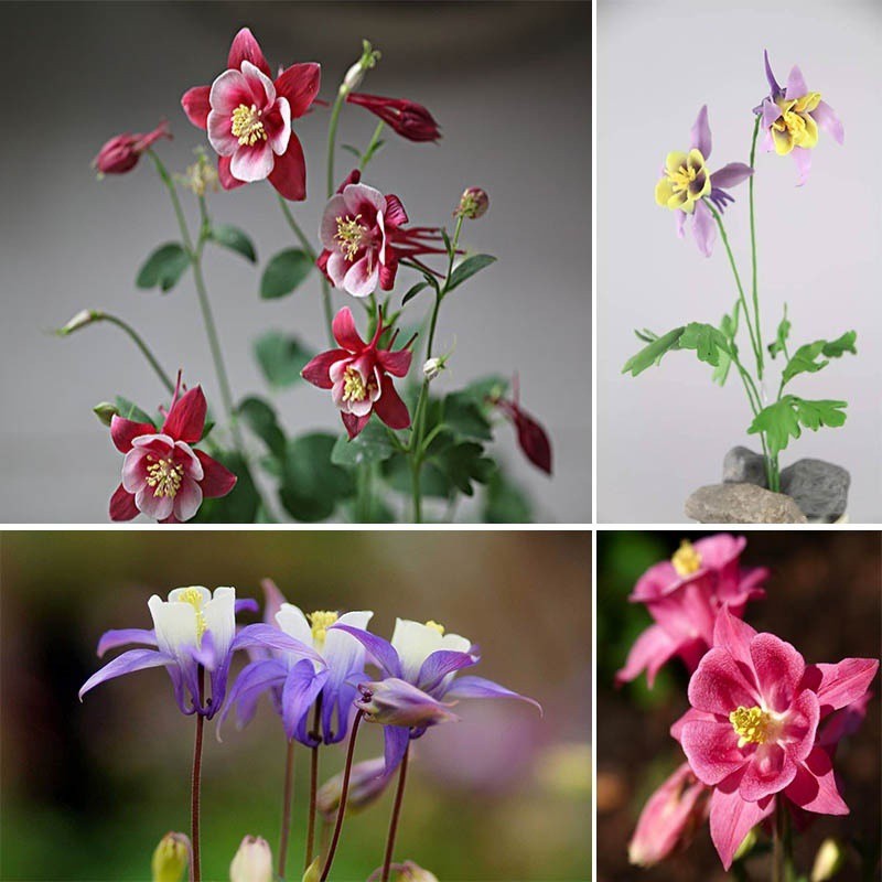 100pcs Colorful Aquilegia Seeds Columbine 'Clementine Flower Seeds ...
