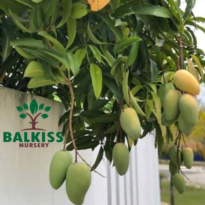 Anak Pokok Mempelam Madu Hybrid / Anak Pokok Mangga Pelam madu / Hybrid ...