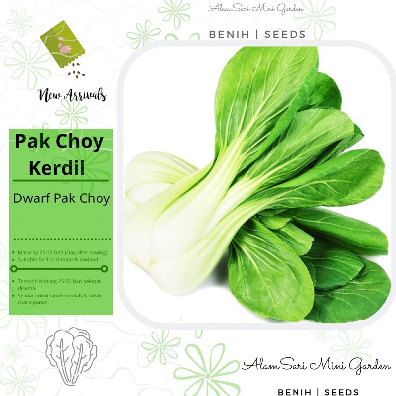 Benih / Seeds : Pak Choy (jenis renek/ dwarf) | Shopee Malaysia
