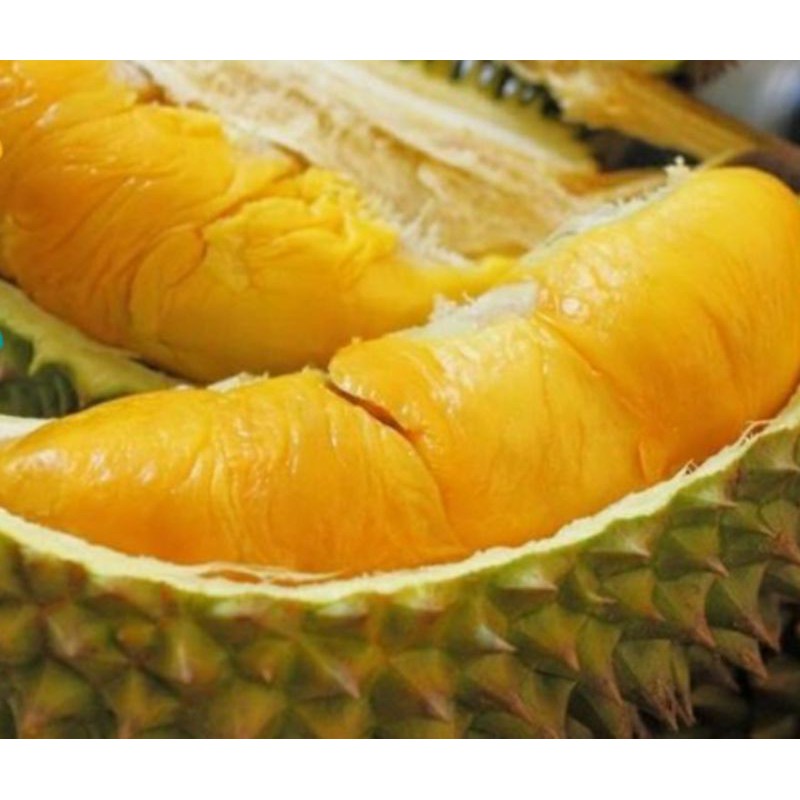 POKOK DURIAN MONTHONG (BANTAL EMAS) | Shopee Malaysia