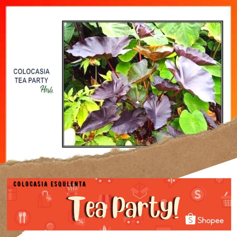 🍃 COLOCASIA ESQULENTA : "TEA PARTY" [Caladium Plants-Pokok Keladi ...