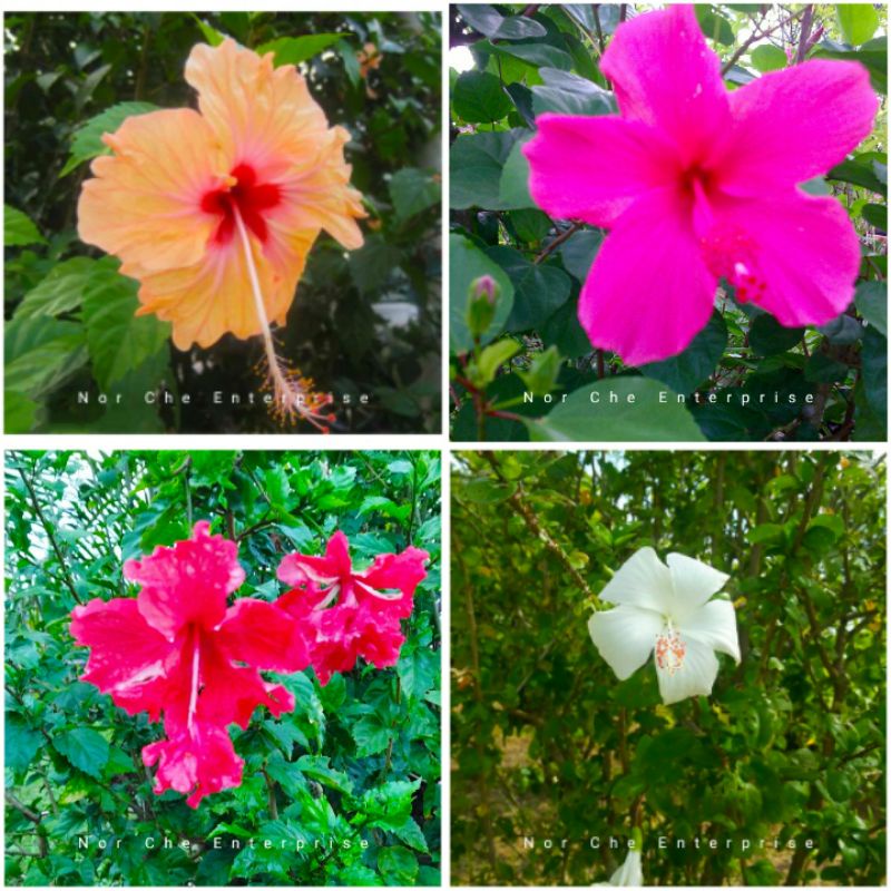 Keratan Pokok Bunga Raya Putih Oren Merah Pink Ungu Merah Muda Cutting ...