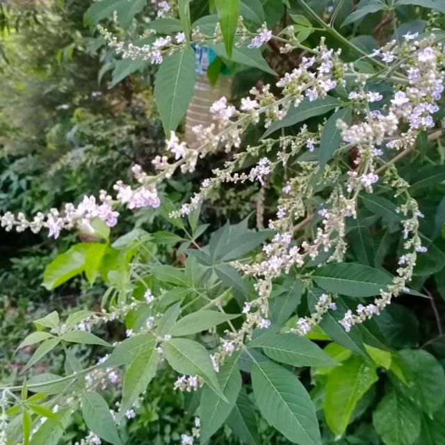 SUMBER MAKANAN KELULUT - Bunga Lemuni 5 Daun. (5 Leaf Vitex Species ...