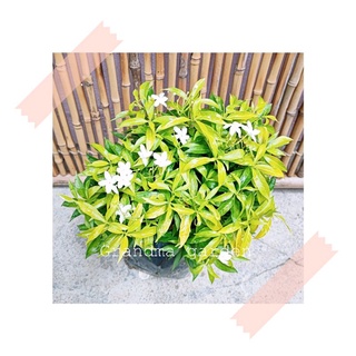 (GG real plant) tabernaemontana divaricata ^ bunga susun kelapa wangi ...