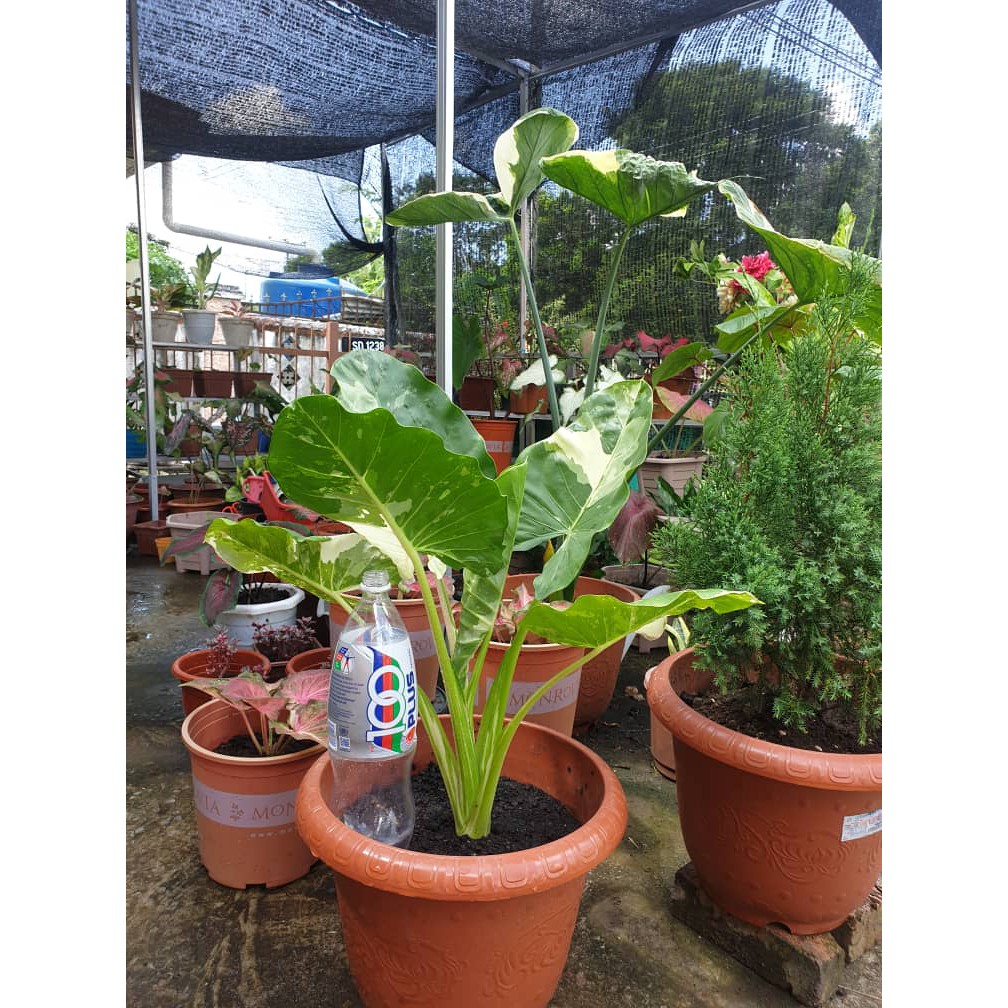 INDUK POKOK ALBINO@AMV | Shopee Malaysia