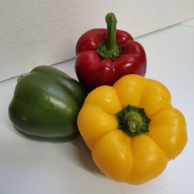 CAPSICUM (2 pcs/colours) | Shopee Malaysia