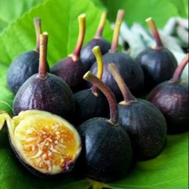 Keratan Benih Pokok Tin ( IRAQI) | Shopee Malaysia