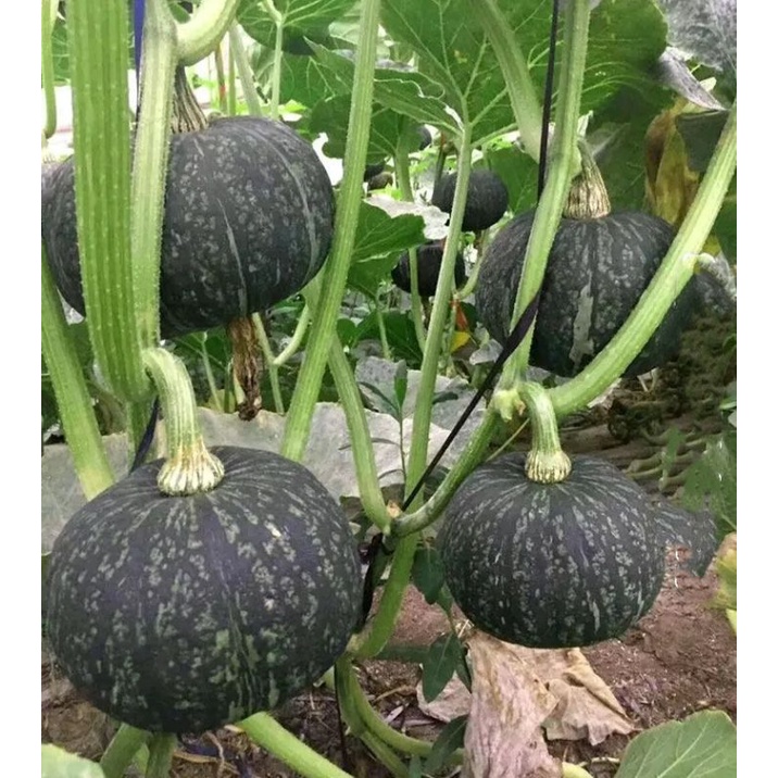 Benih Labu Manis 6pcs/Pumpkin Seed/花面甜南瓜籽 | Shopee Malaysia