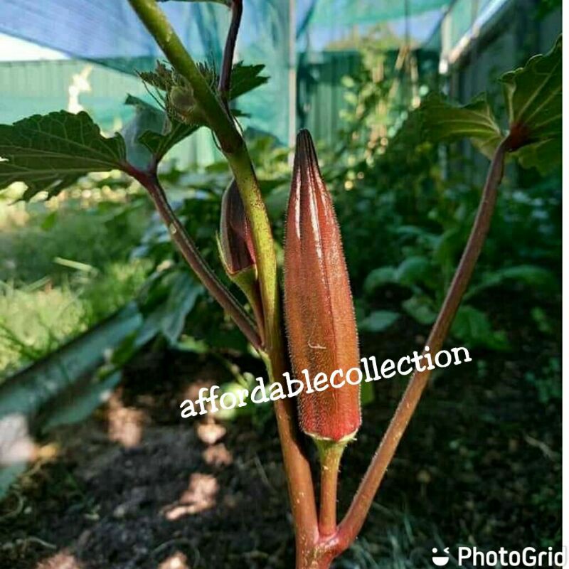 (Seed) Red Okra Lady Finger Vegetable Seed / Biji Benih Sayur Bendi ...