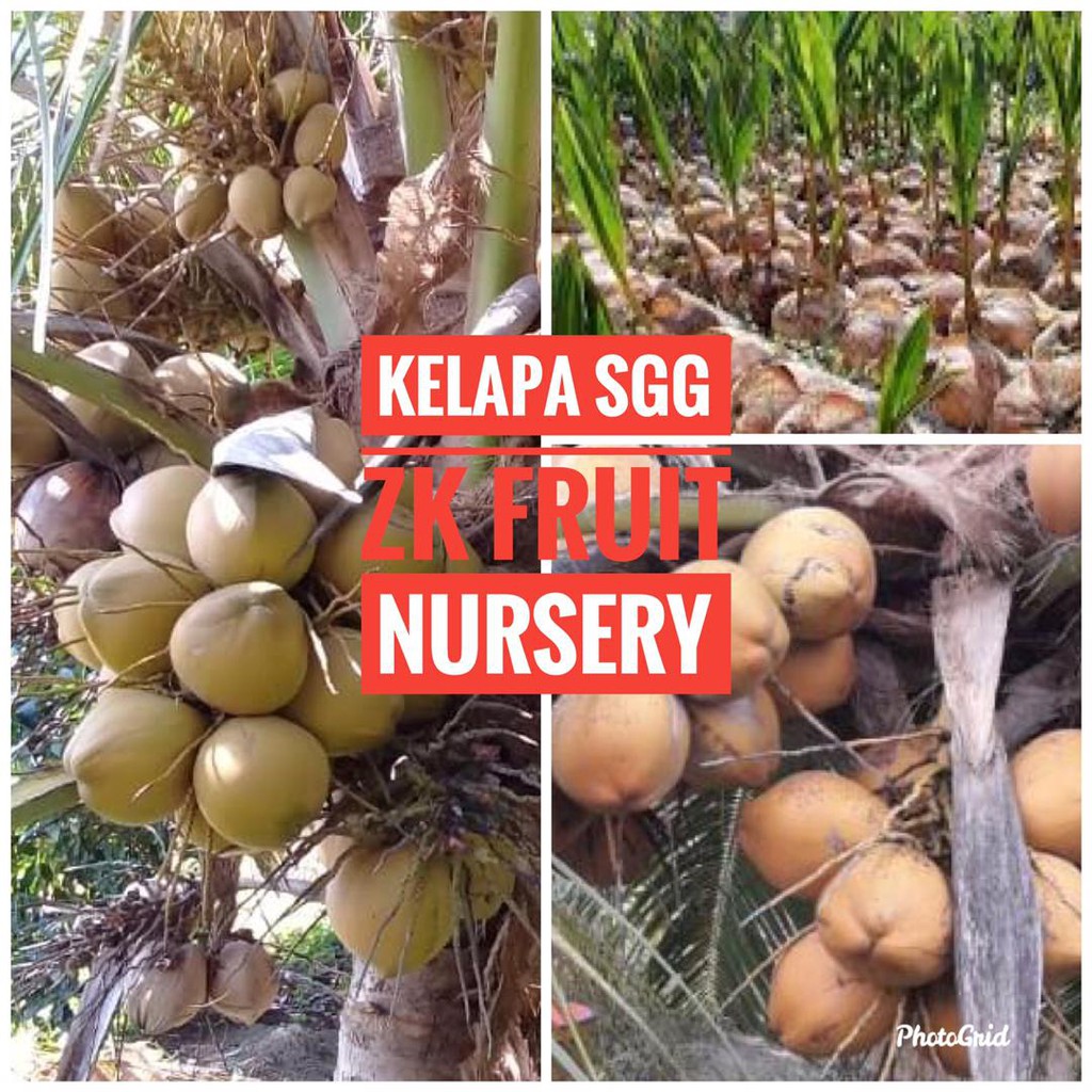 Anak pokok kelapa SGG | Shopee Malaysia