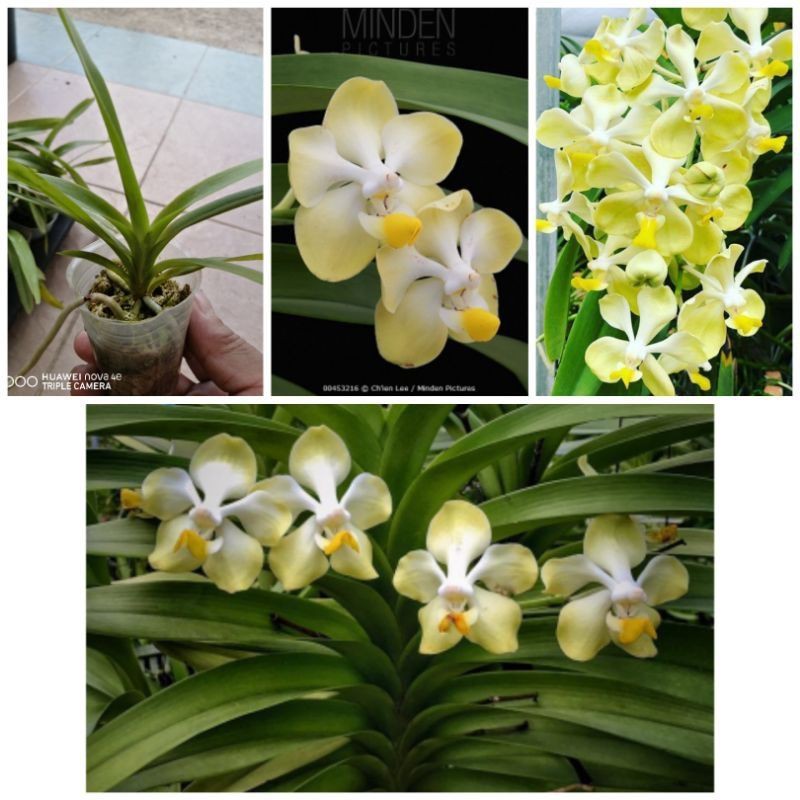 Species + Fragrant ] Vanda dearei Sarawak Orchid Plants - Seedlings ...