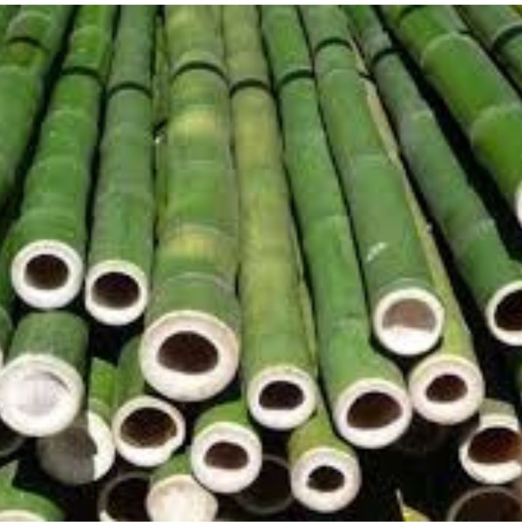 Buluh Batang Besar Belum Dibelah / Buluh Pancang Tiang Pokok Dan Pagar ...