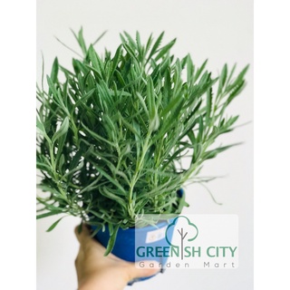 GNC Lavender Plant Live Herb Live Plant Pokok Herba Hidup Lavendar ...