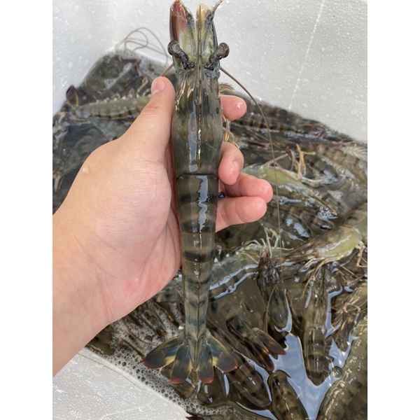 TIGER PRAWN/UDANG HARIMAU/老虎虾 XL 1KG | Shopee Malaysia