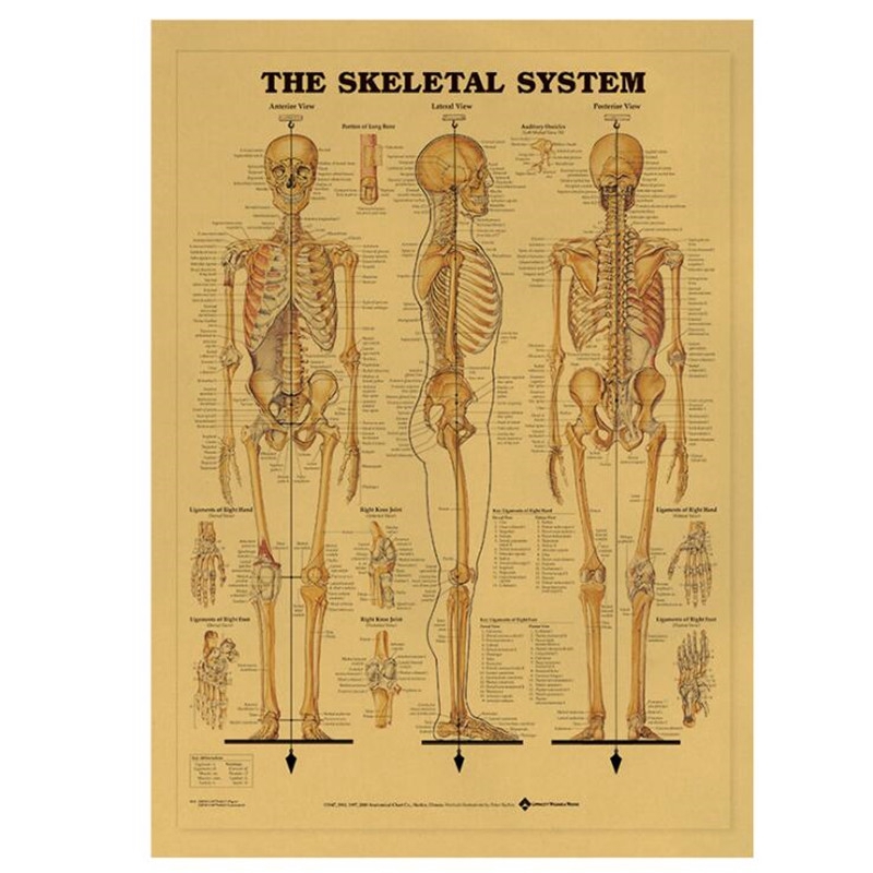 Vintage The Skeletal System Medical Poster Room Decoration Stickers ...