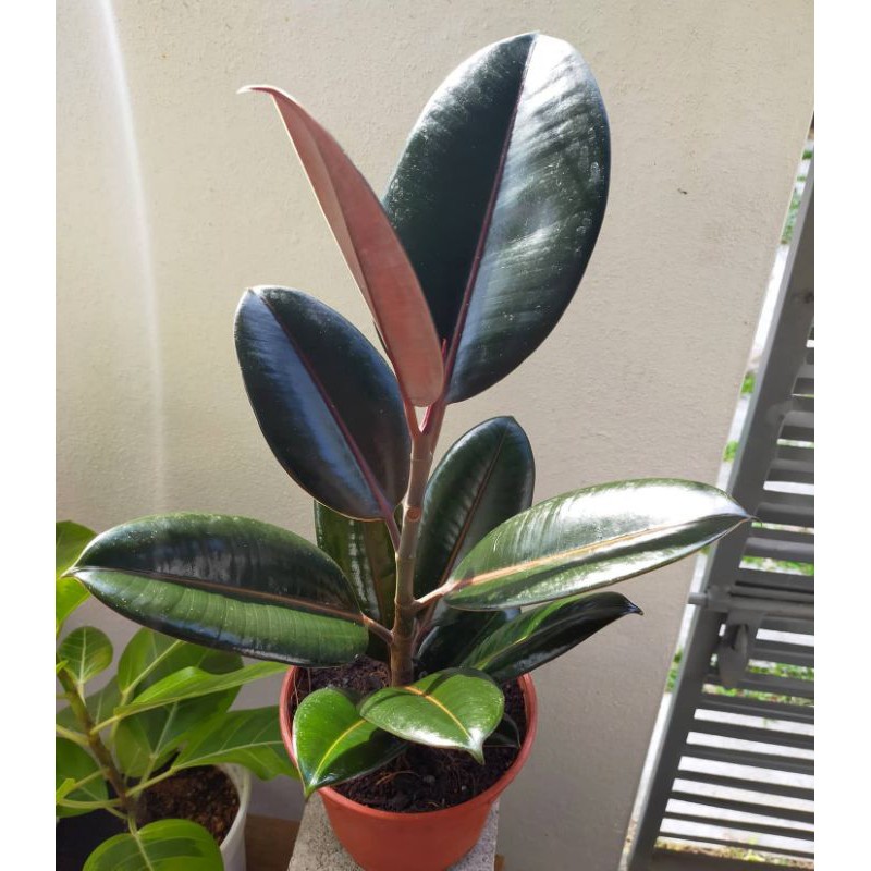 Ficus Elastica Burgundy/Rubber Plant(Real Plant) | Shopee Malaysia