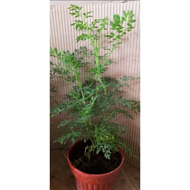 Ruta Graveolens / 芸香/ 臭草 /赶蚊虫/ Daun Busuk / Pokok Garuda / Halau Nyamuk ...