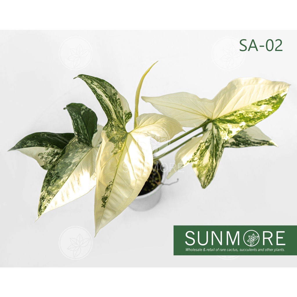 Sunmore | Syngonium podophyllum Albo-variegatum "Marble" (Random send ...